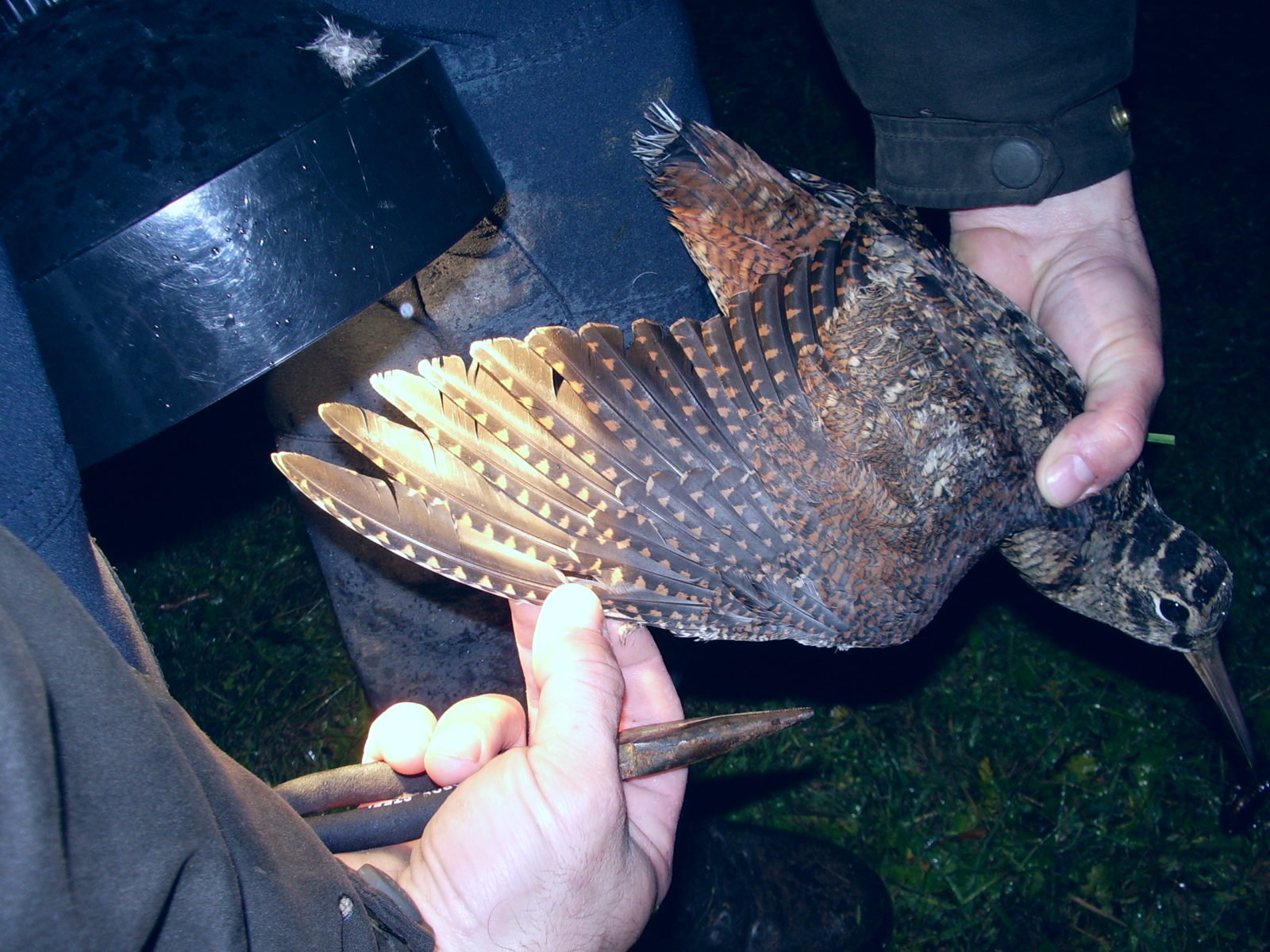 La Bécasse - Fédération des chasseurs du Doubs
