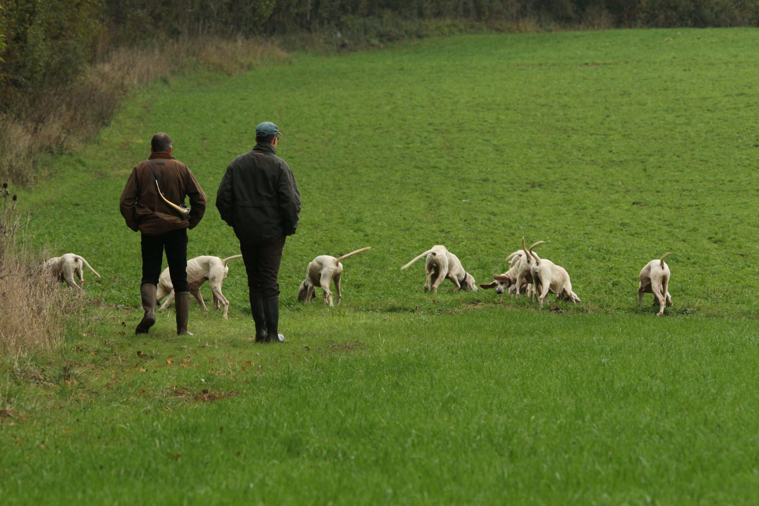 Enquête Csa Sur La Chasse à Courre Fédération Des Chasseurs Du Doubs