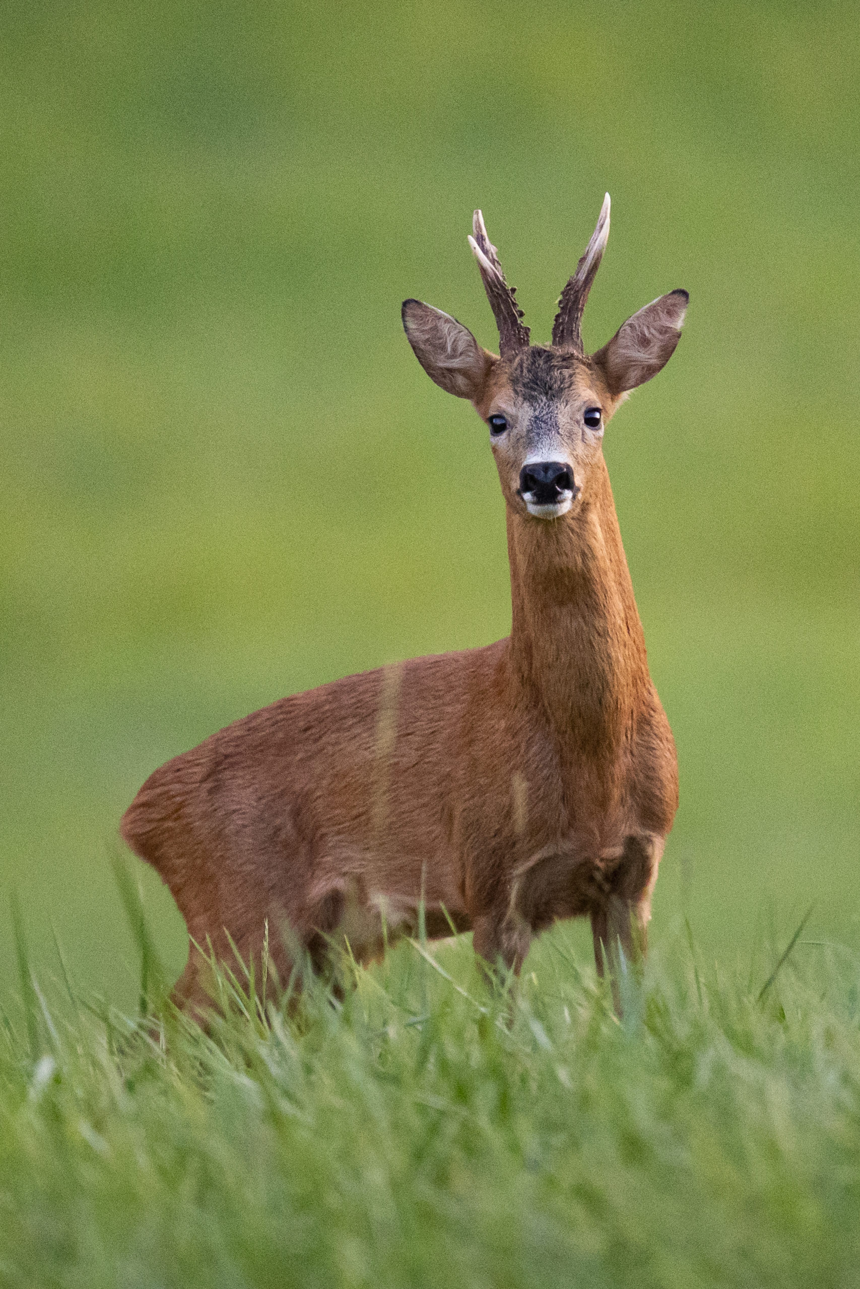 Le Chevreuil - Fédération des chasseurs du Doubs