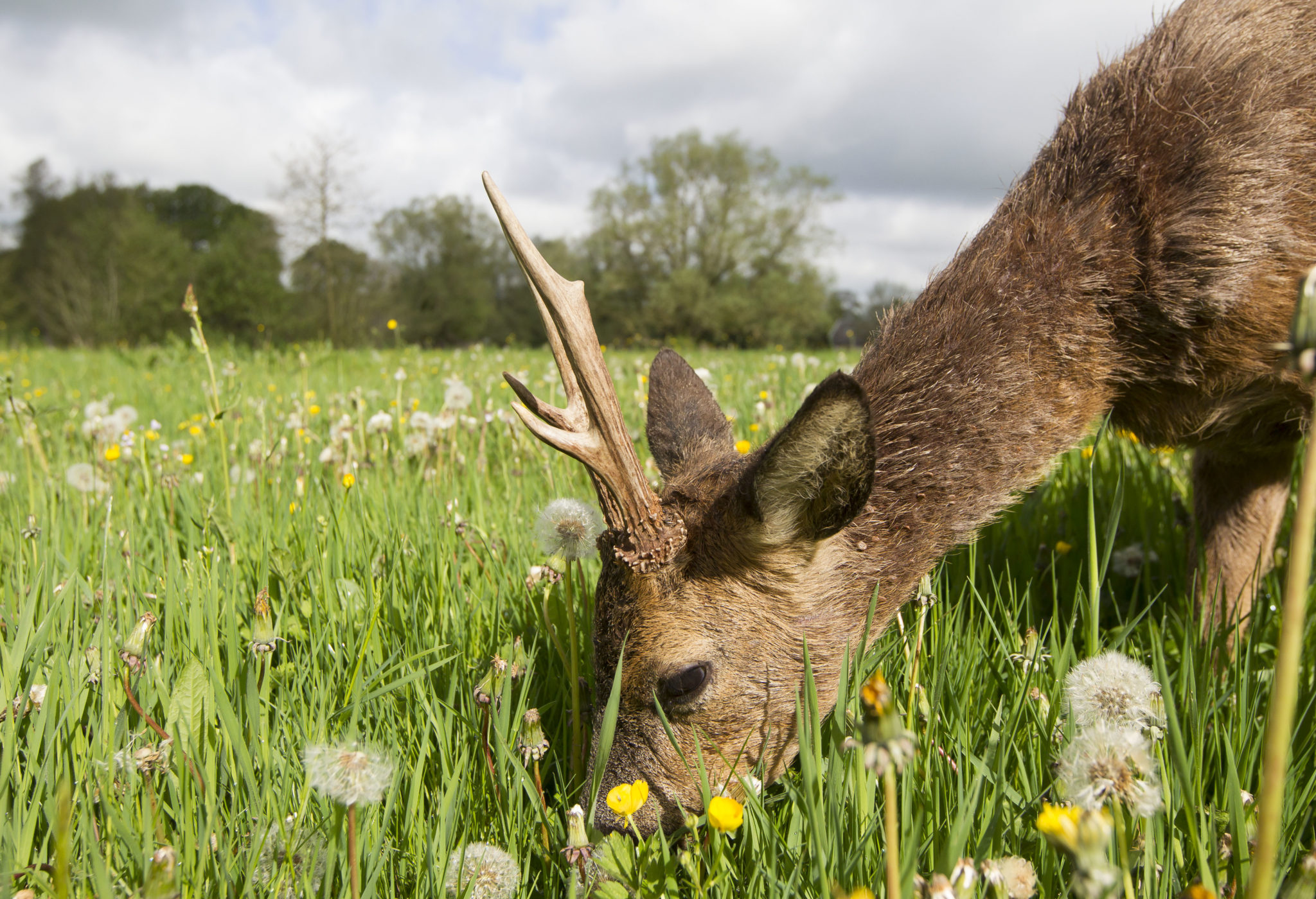 Le Chevreuil - Fédération des chasseurs du Doubs