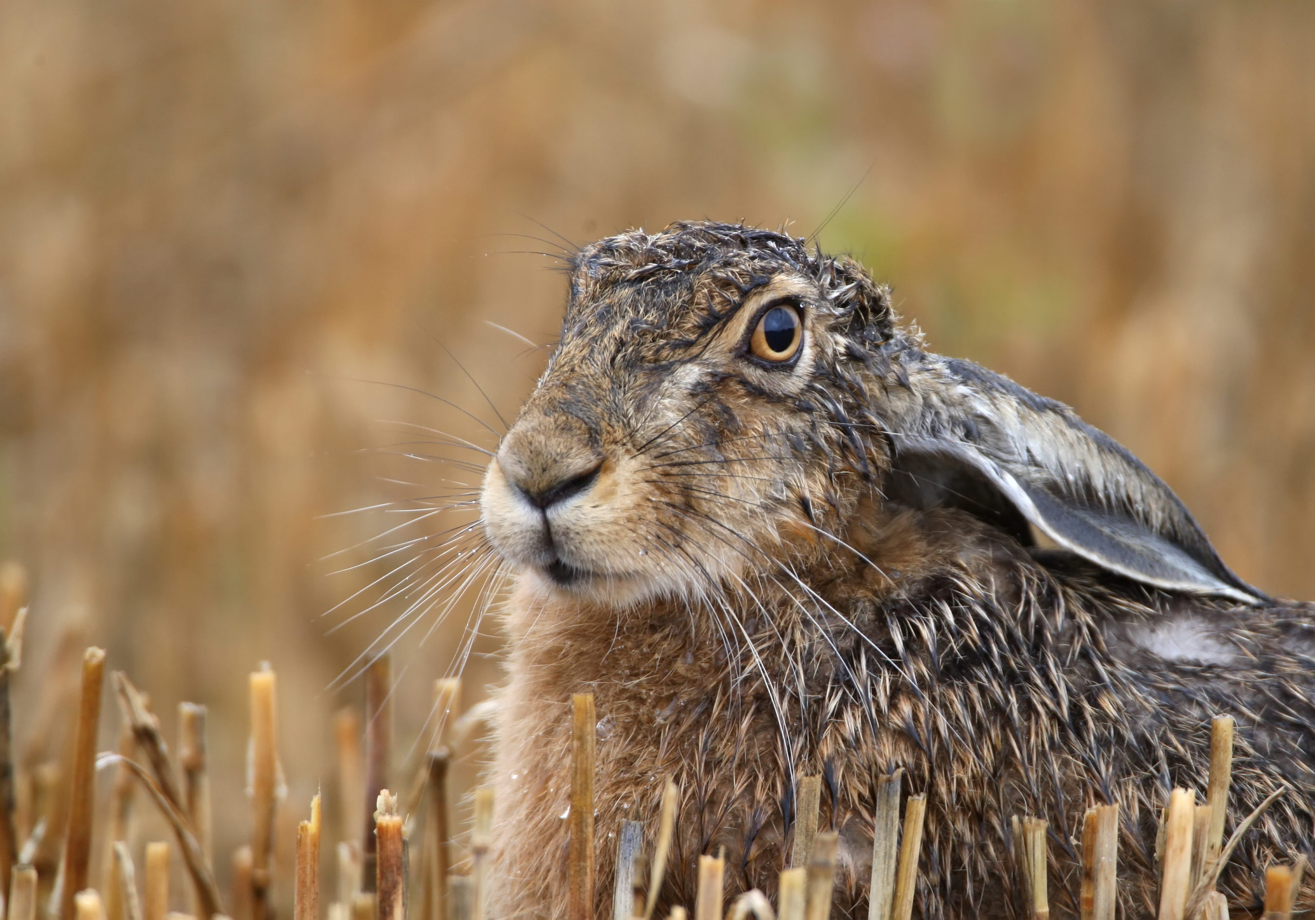 Le lièvre - Fédération des chasseurs du Doubs