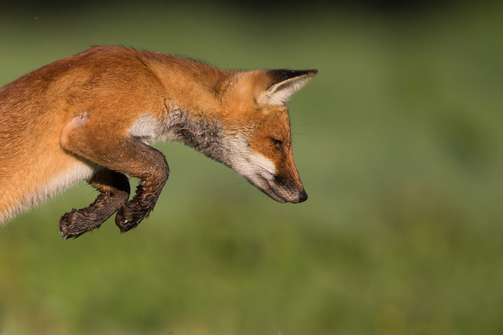 Le Renard - Fédération des chasseurs du Doubs